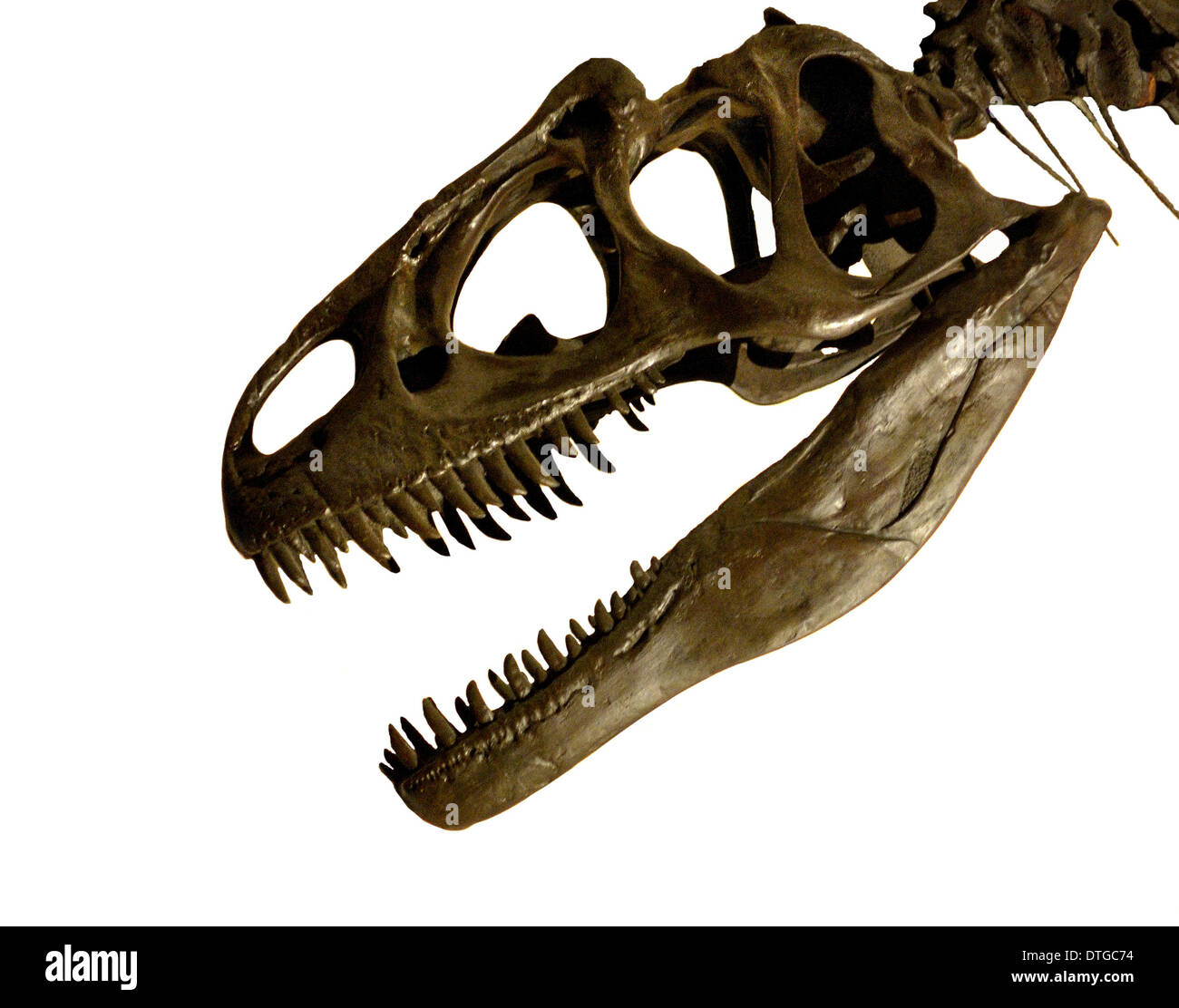 Antrodemus hi-res stock photography and images - Alamy