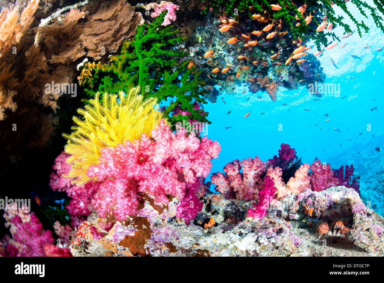 Yellow crinoid hi-res stock photography and images - Alamy