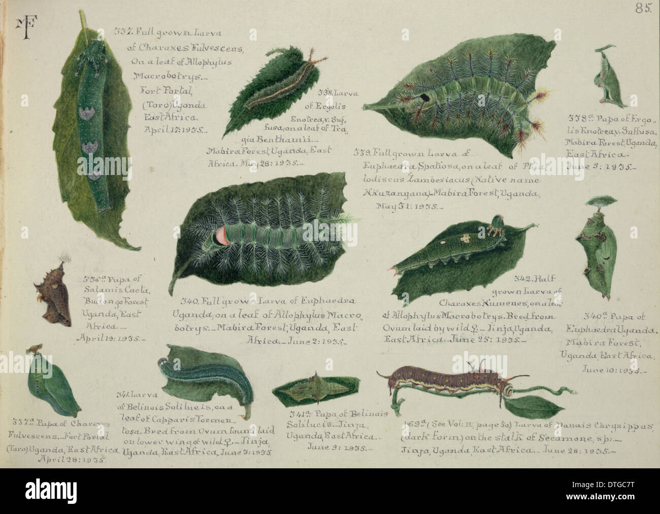 Larvae and pupae hi-res stock photography and images - Alamy