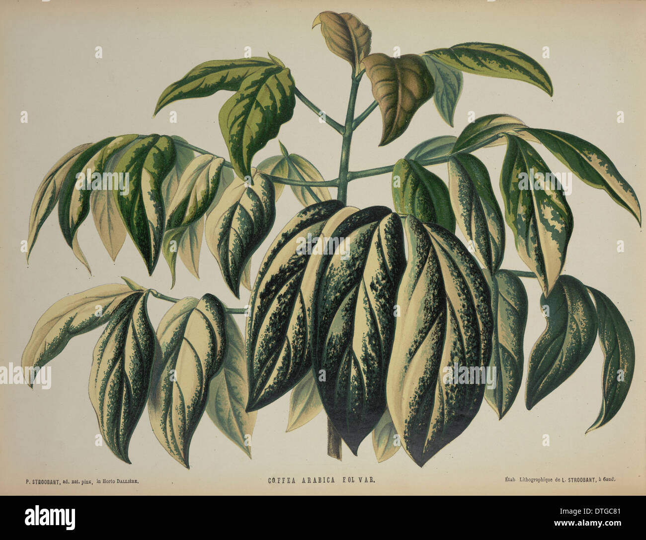 Coffea arabica, coffee Stock Photo - Alamy