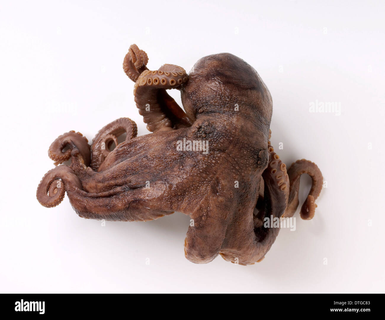 Phylum Mollusca Octopus