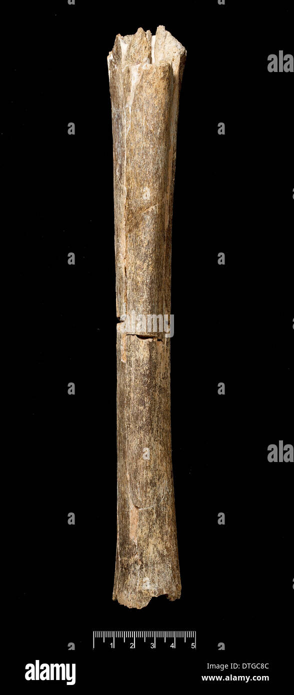 Homo heidelbergensis england hi-res stock photography and images - Alamy