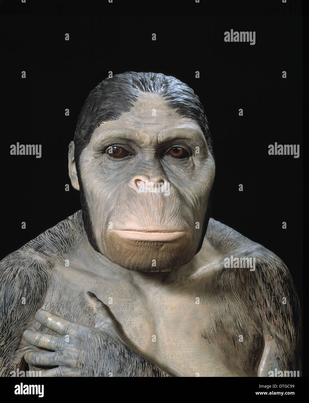 Female australopithecus hi-res stock photography and images - Alamy