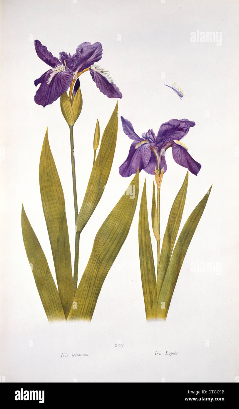 Iris tectorum Maxim., wild iris Stock Photo - Alamy