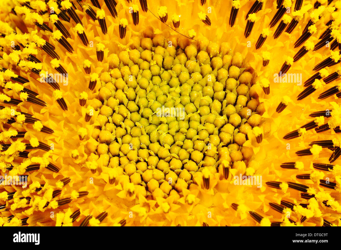 Sunflower (Helianthus annuus), blossom detail Stock Photo - Alamy