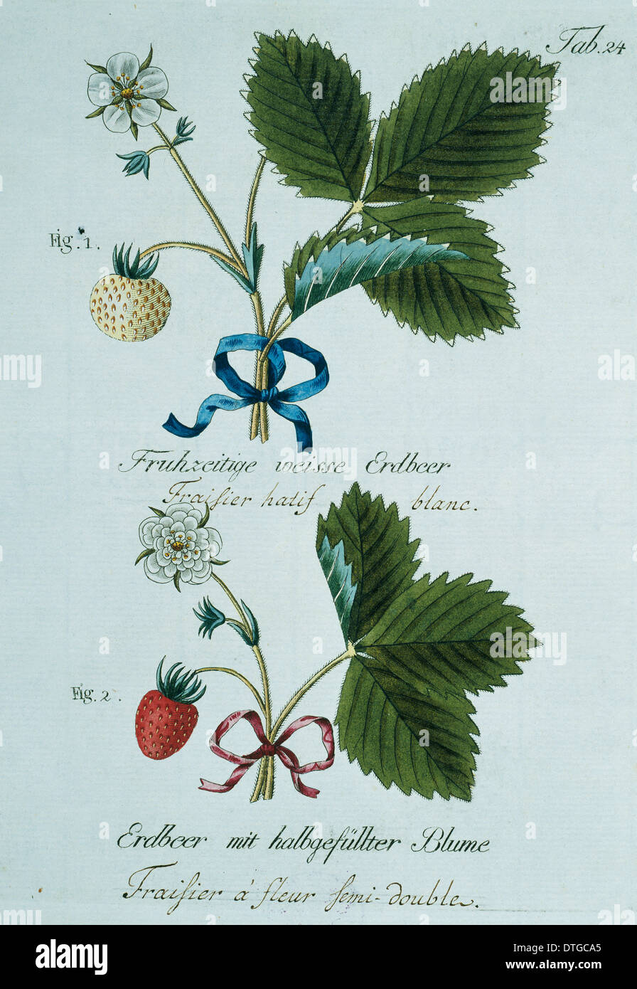 Fragaria sp., strawberry Stock Photo - Alamy