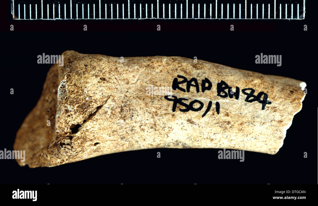 Roman collar hi-res stock photography and images - Alamy