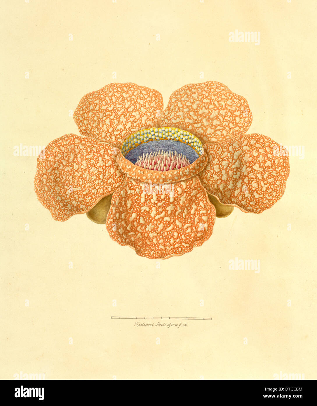 Giant flower rafflesia arnoldii hi-res stock photography and images - Alamy
