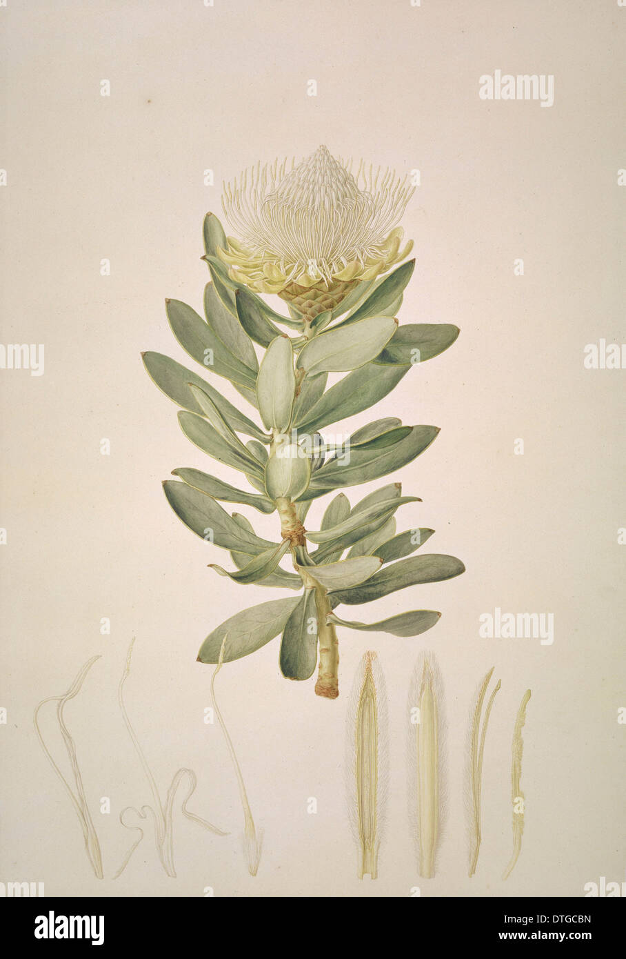 Protea nitida, wagon tree Stock Photo - Alamy