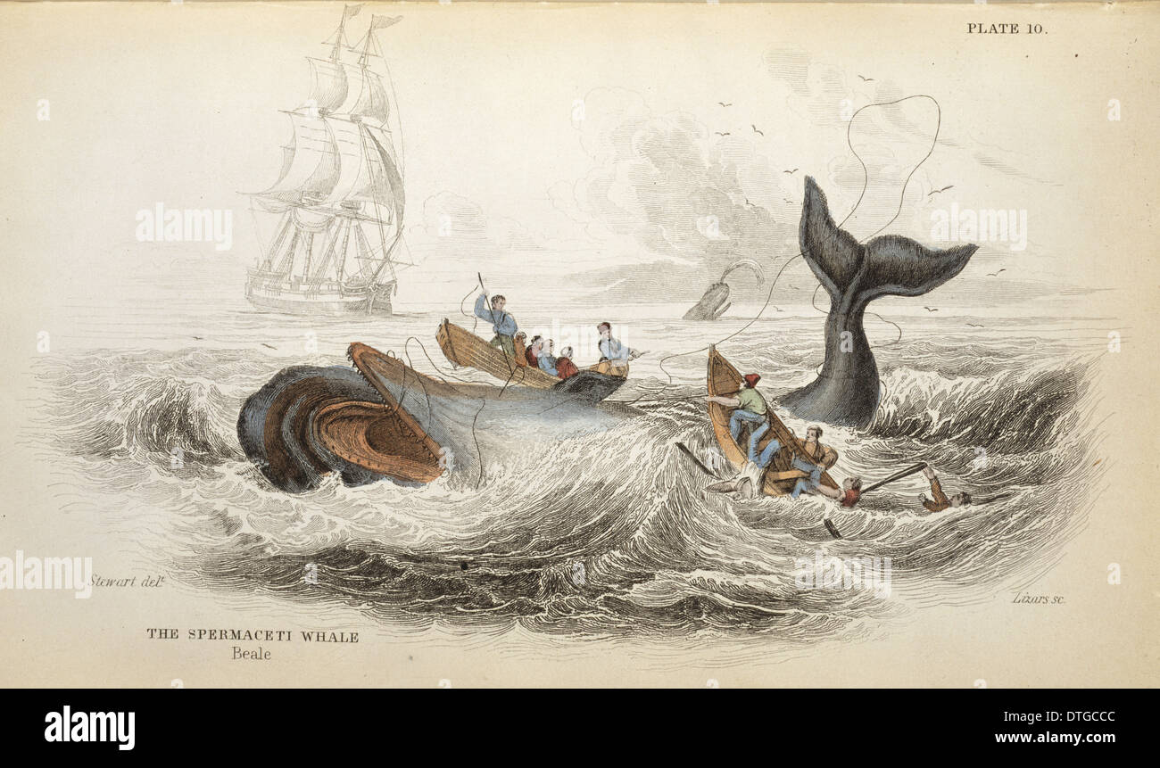 Physeter catodon, sperm whale Stock Photo - Alamy