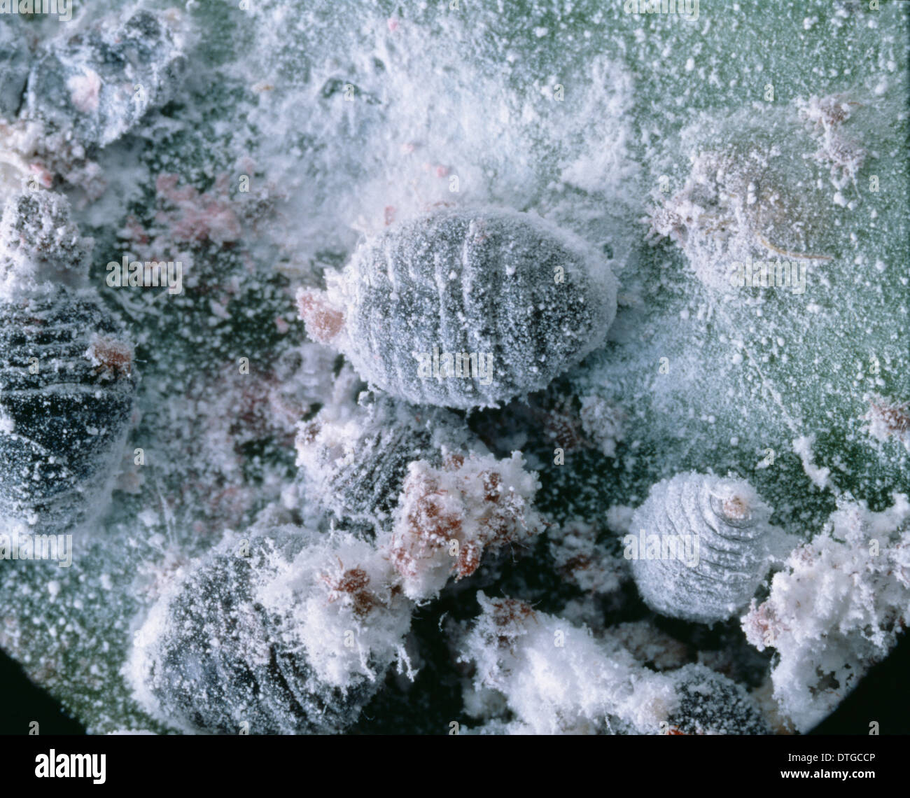 Dactylopius Coccus Stock Photos & Dactylopius Coccus Stock Images - Alamy