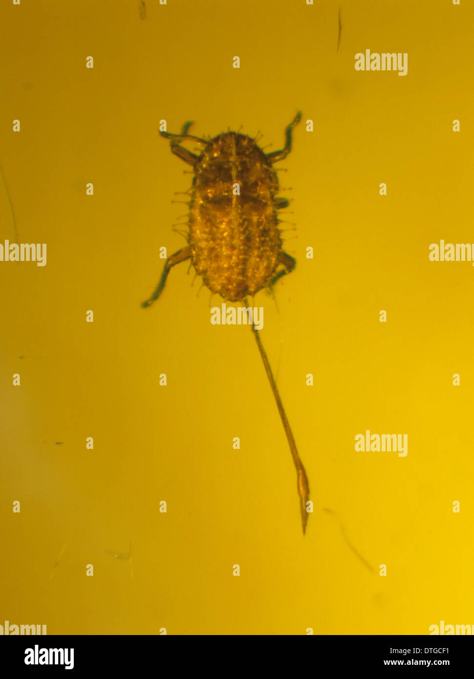 Conifer aphid hi-res stock photography and images - Alamy