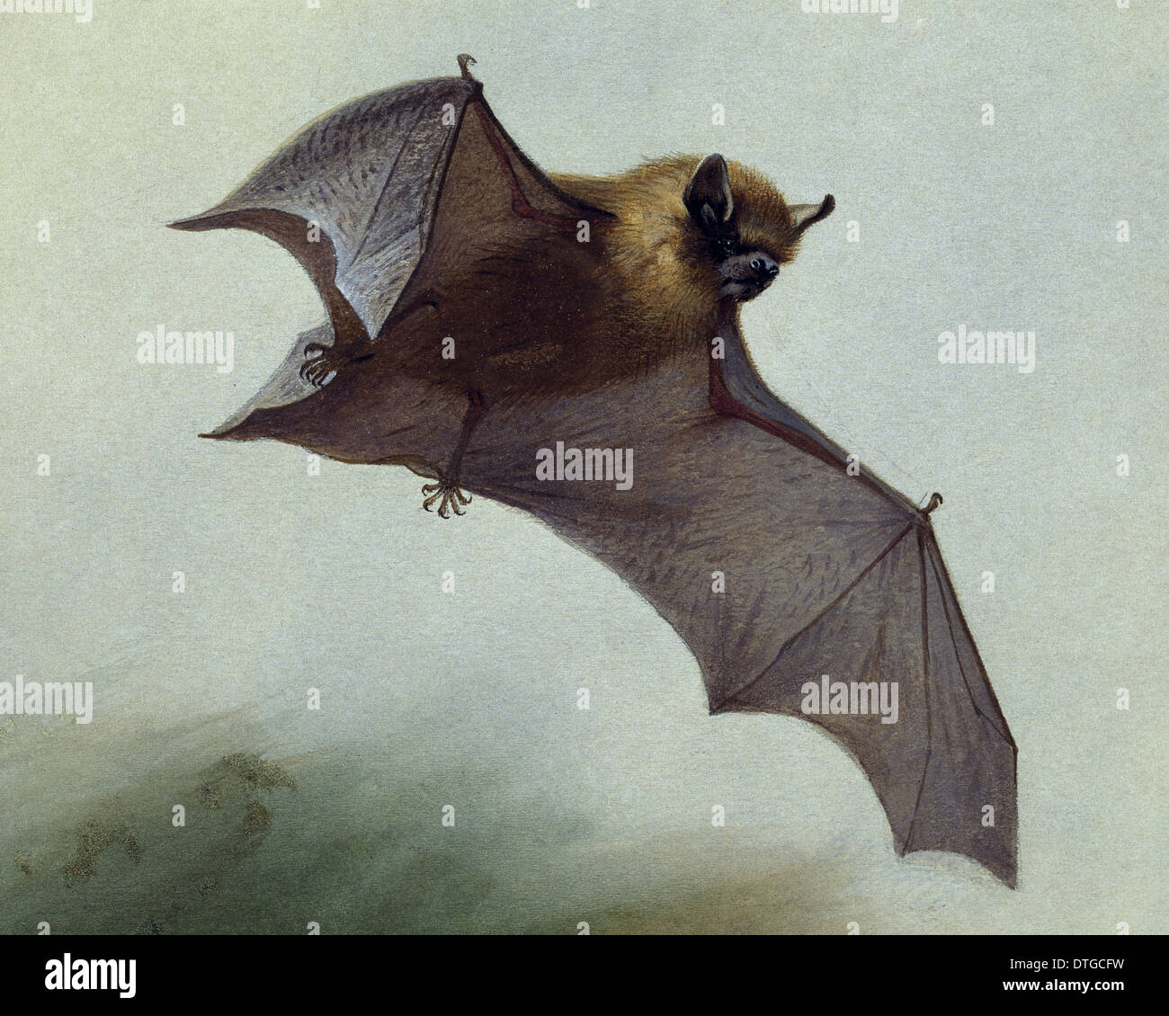 Pipistrellus pipistrellus, common pipistrelle Stock Photo - Alamy