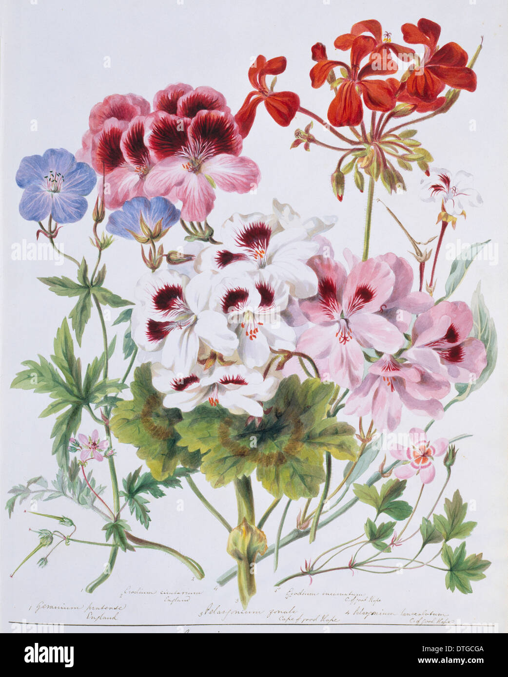 Geranium sp., geranium Stock Photo - Alamy