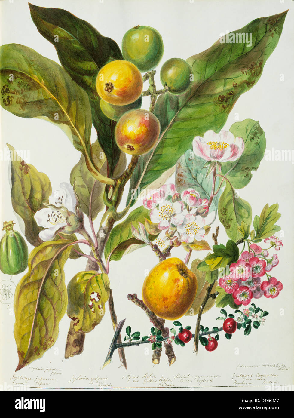 Victorian apple illustration hi-res stock photography and images - Alamy