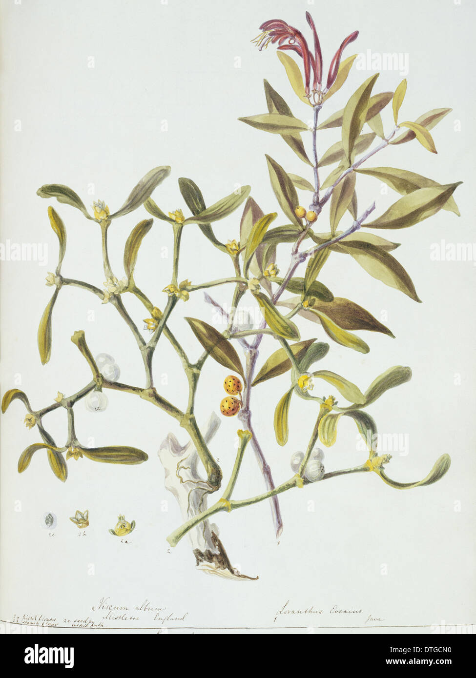 Loranthus sp., mistletoe Stock Photo - Alamy