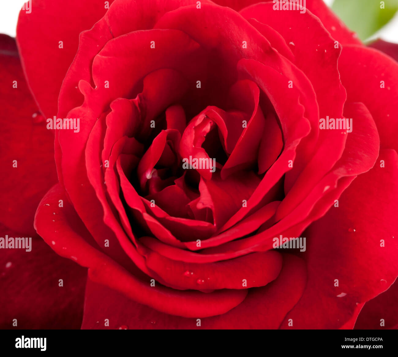 Macro photography rose hi-res stock photography and images - Alamy