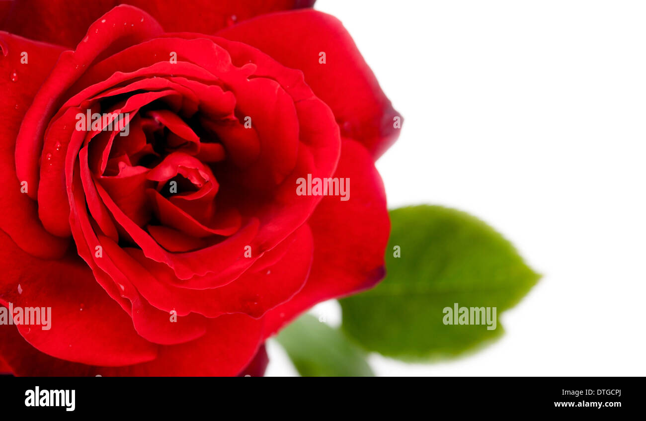 Macro photography rose hi-res stock photography and images - Alamy