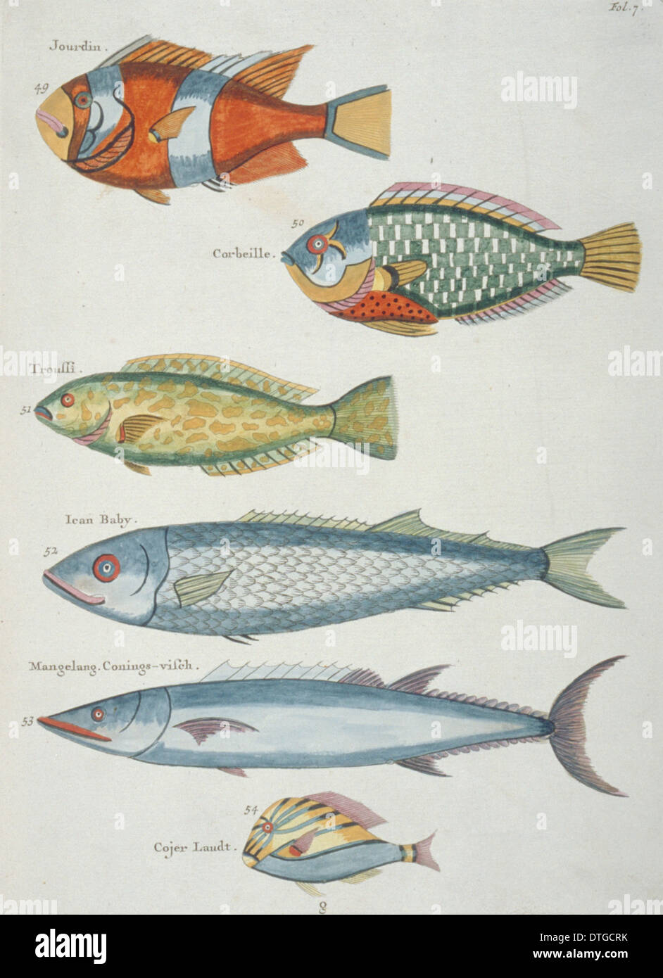 Colourful illustration of six fish Stock Photo - Alamy