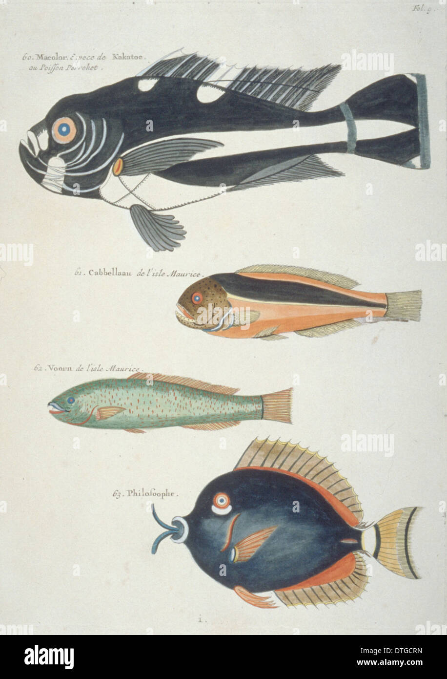 Colourful illustration of four fish Stock Photo - Alamy