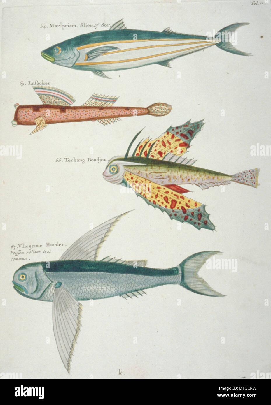 Colourful illustration of four fish Stock Photo - Alamy