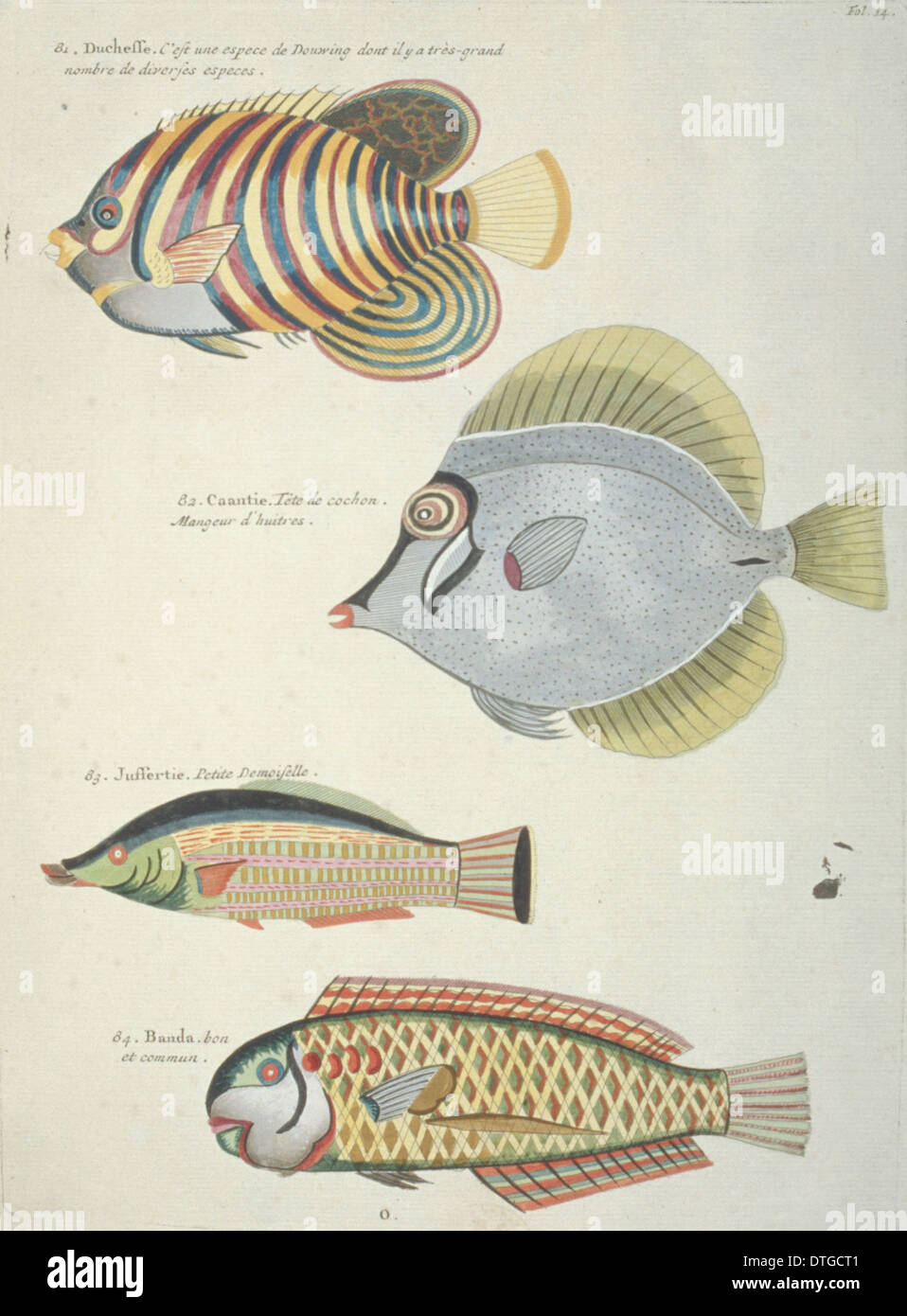 Colourful illustration of four fish Stock Photo - Alamy