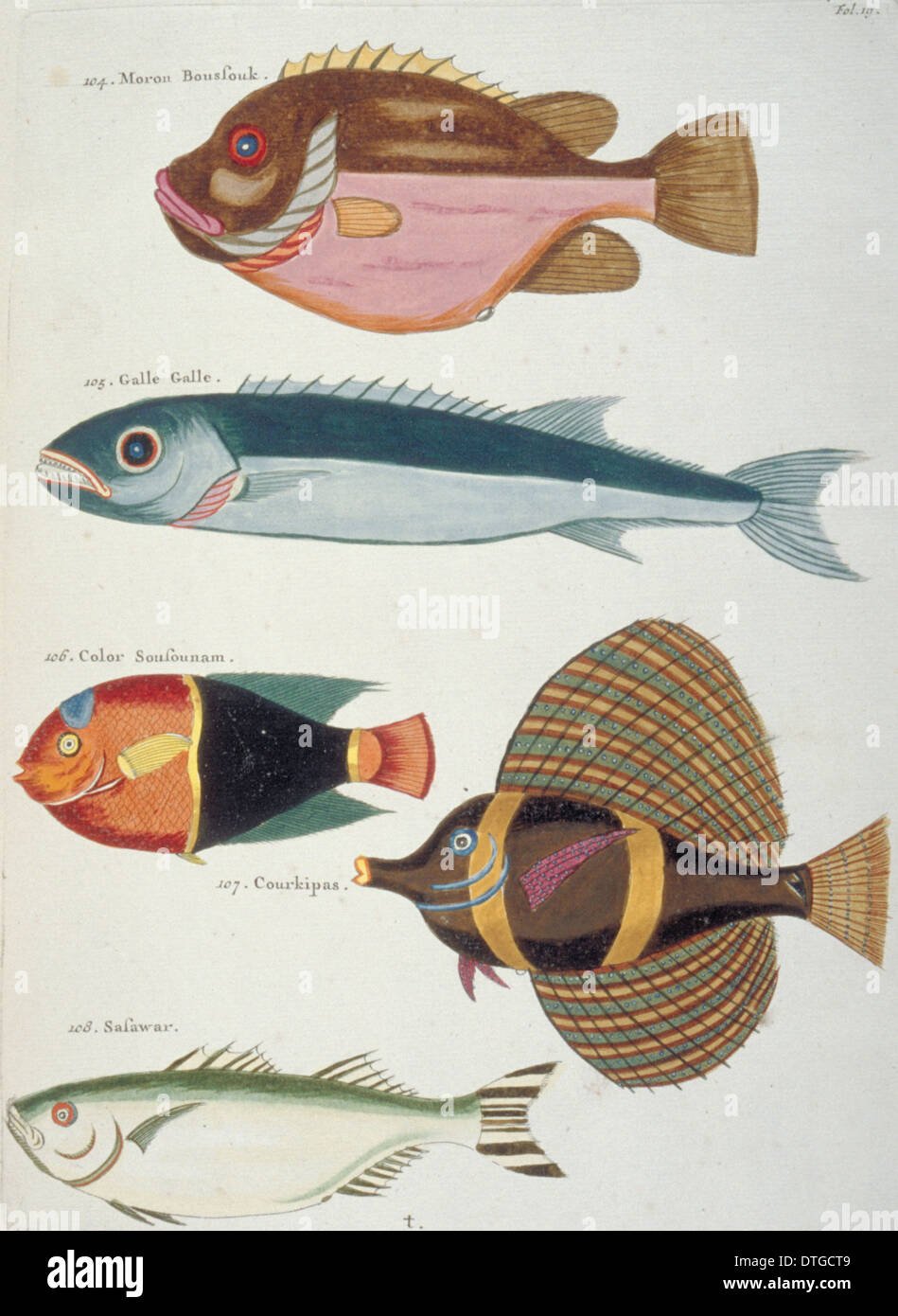 Colourful illustration of five fish Stock Photo - Alamy