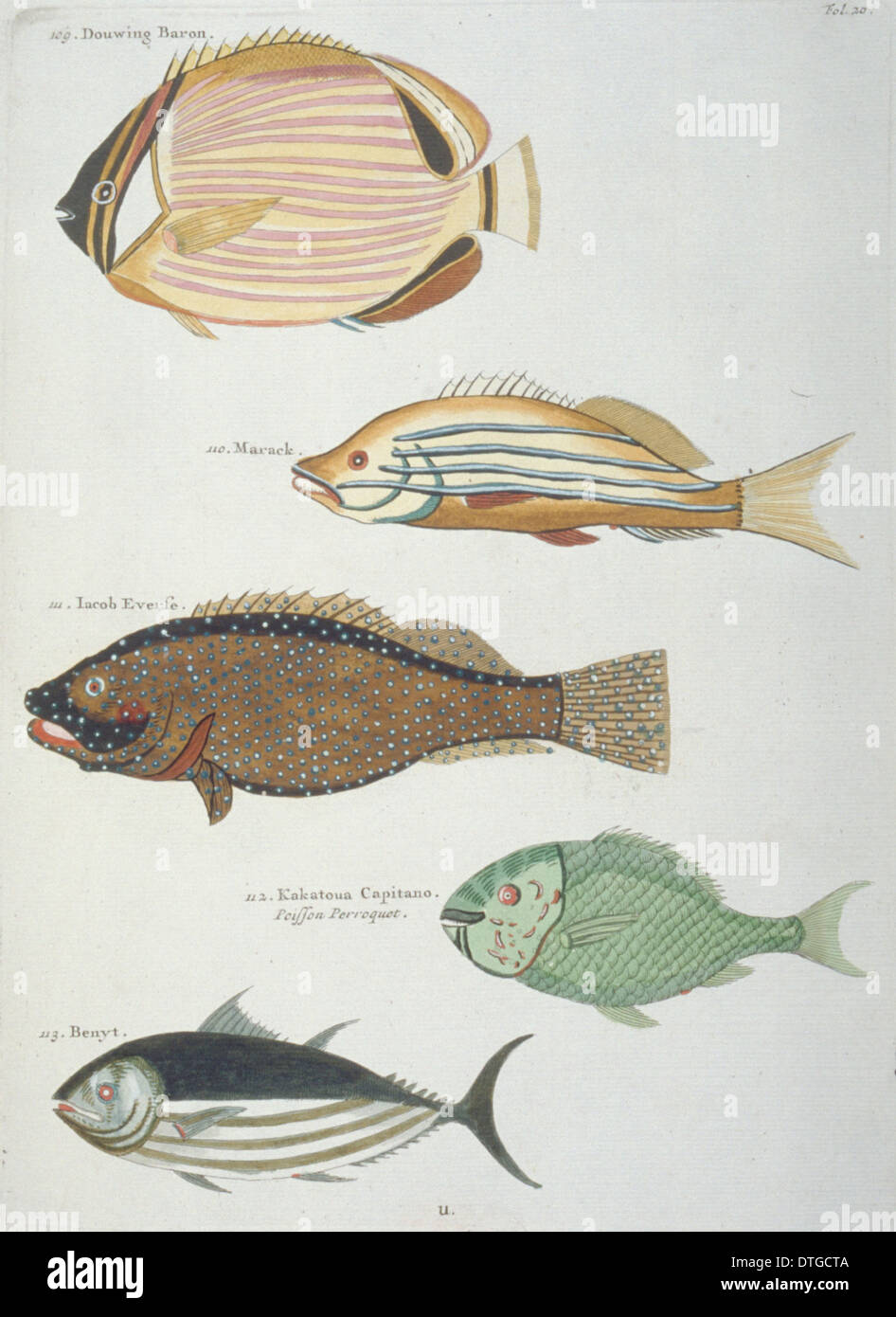 Colourful illustration of five fish Stock Photo - Alamy