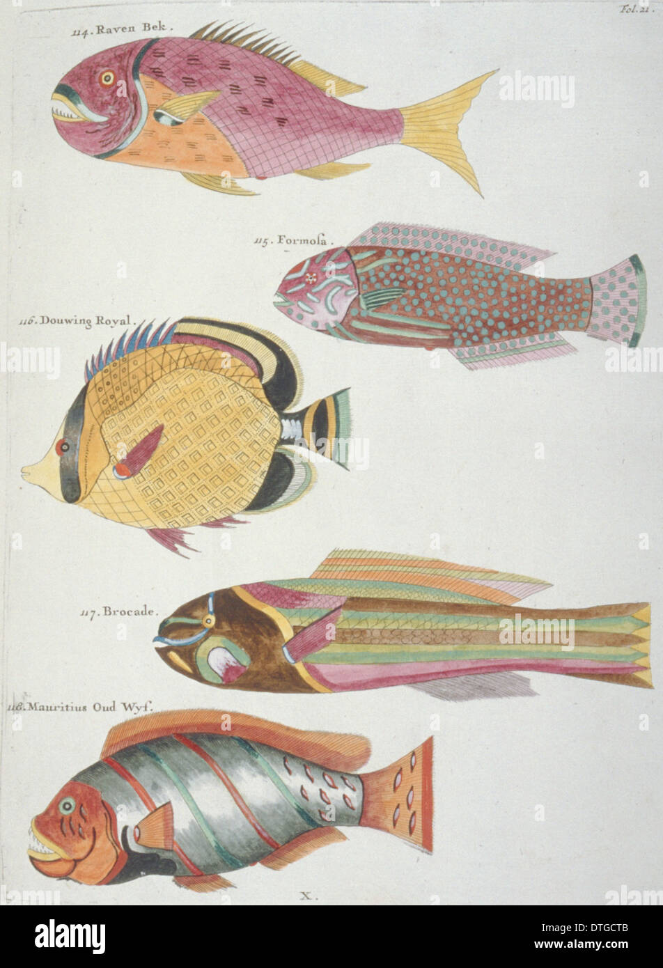 Colourful illustration of five fish Stock Photo - Alamy