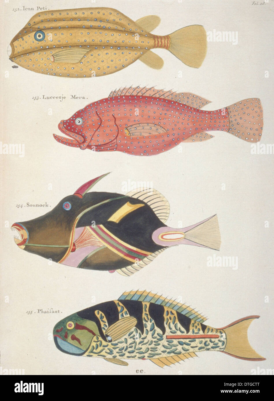 Colourful illustration of four fish Stock Photo - Alamy