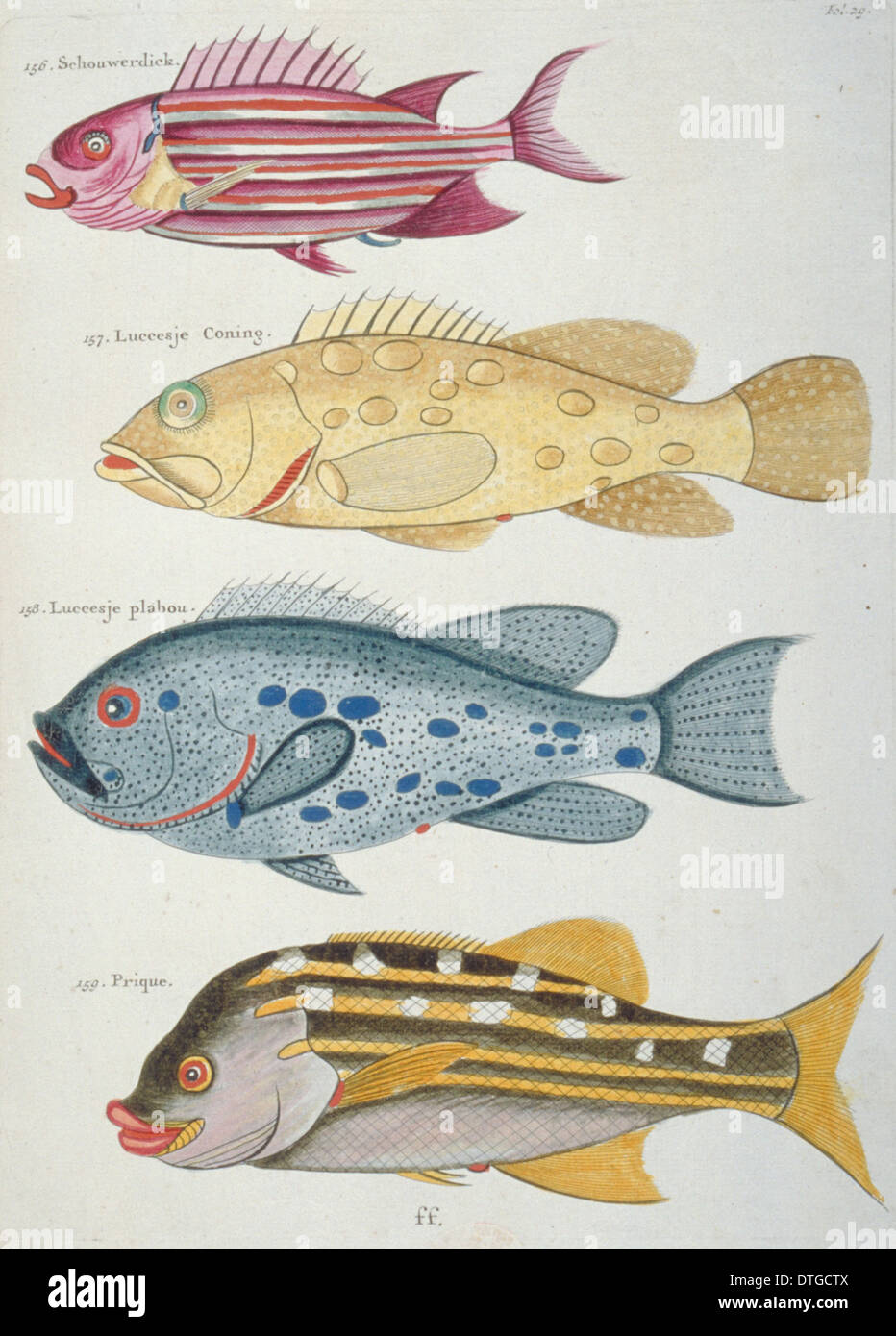 Colourful illustration of four fish Stock Photo - Alamy