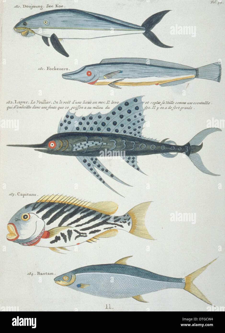 Colourful illustration of five fish Stock Photo - Alamy