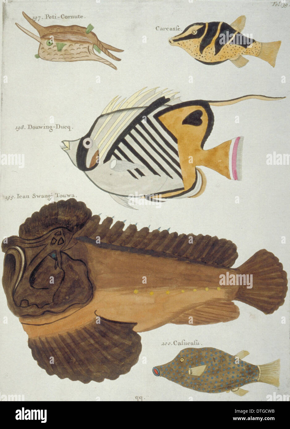 Colourful illustration of five fish Stock Photo - Alamy