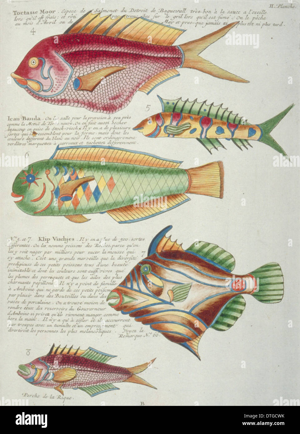 Harlequin illustration hi-res stock photography and images - Alamy