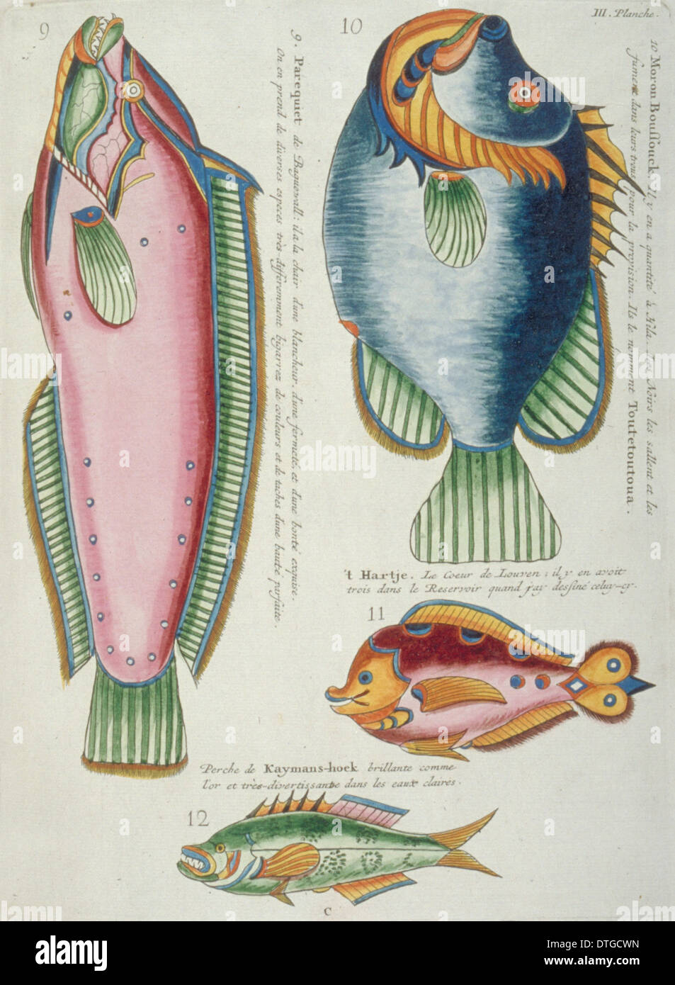 Colourful illustration of four fish Stock Photo - Alamy