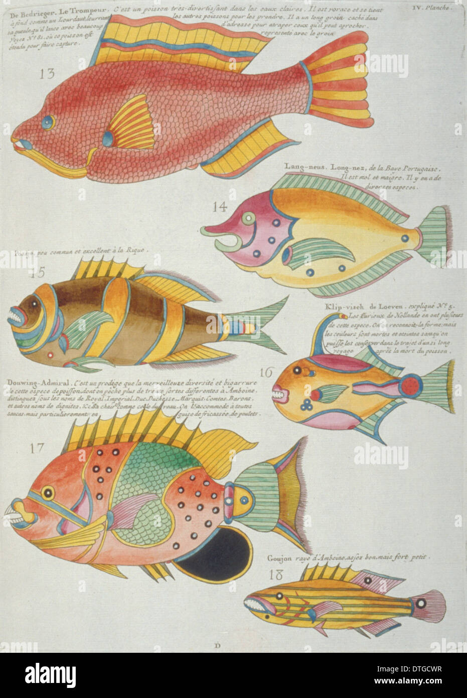 Colourful illustration of five fish Stock Photo - Alamy