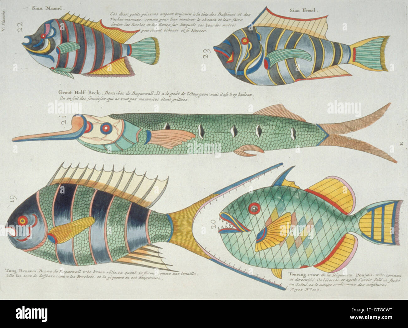 Colourful illustration of five fish Stock Photo - Alamy