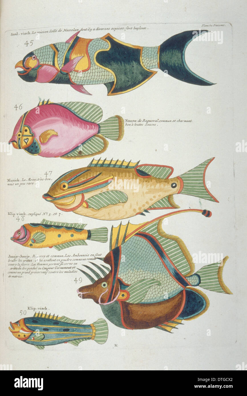 Colourful illustration of six fish Stock Photo - Alamy