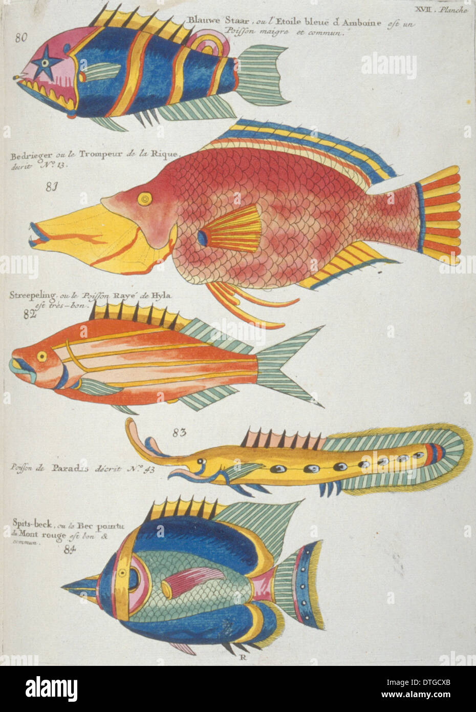 Colourful illustration of five fish Stock Photo - Alamy