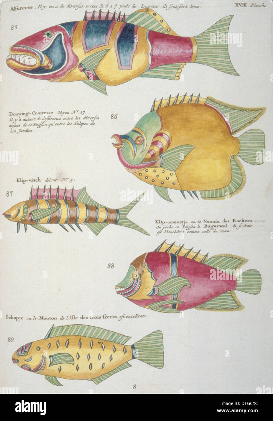 Colourful illustration of five fish Stock Photo - Alamy