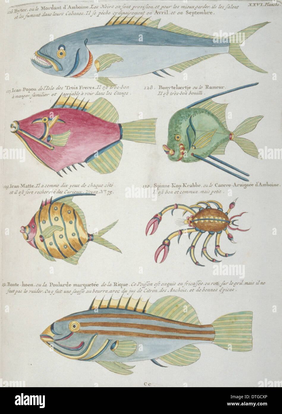 Colourful illustration of five fish and a crustacean Stock Photo - Alamy