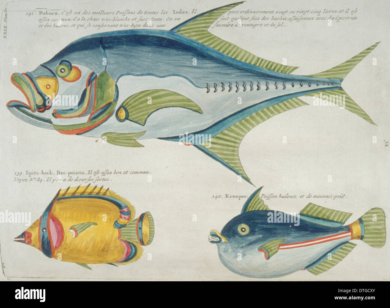 Colourful illustration of three fish Stock Photo - Alamy