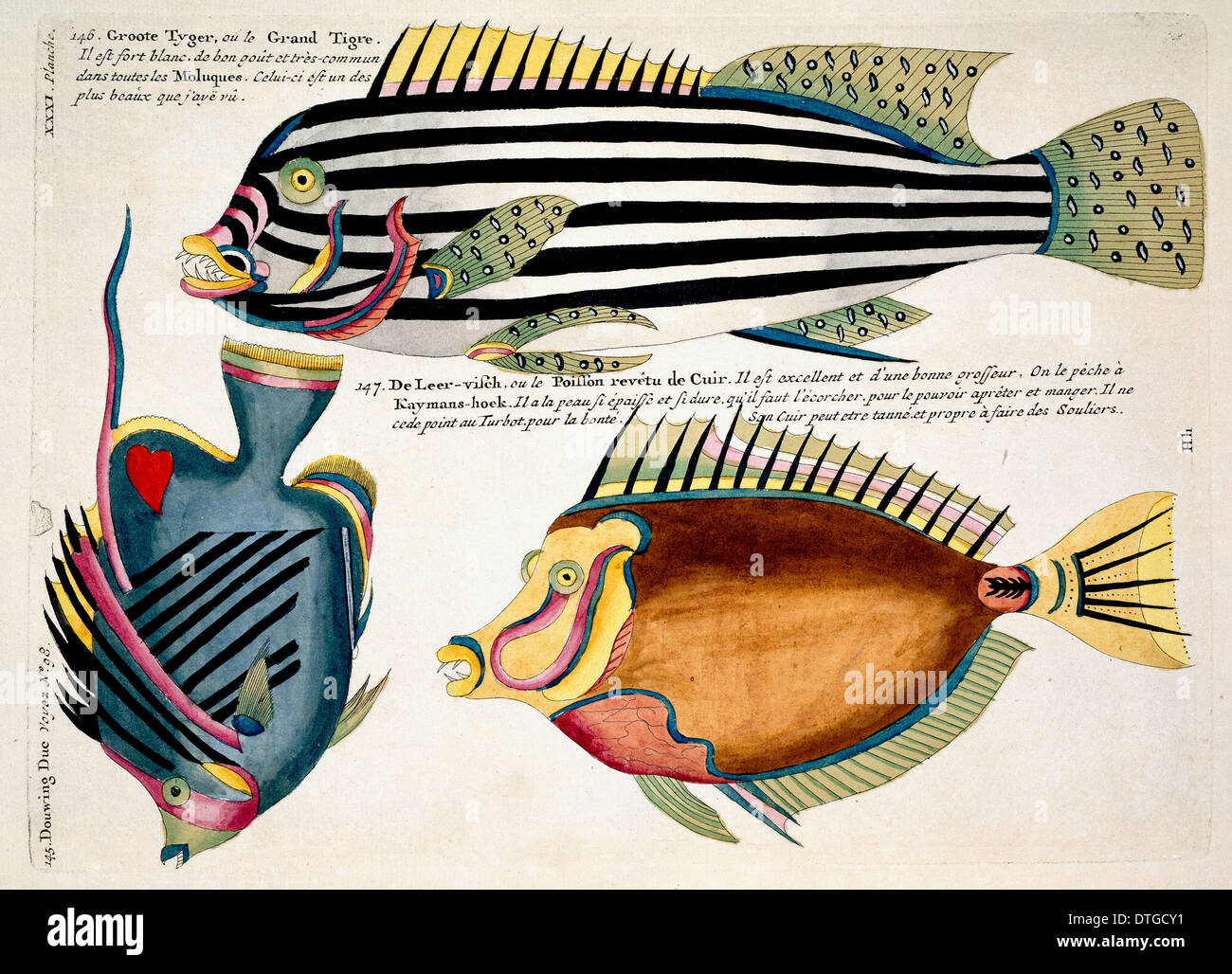 Colourful illustration of three fish Stock Photo - Alamy