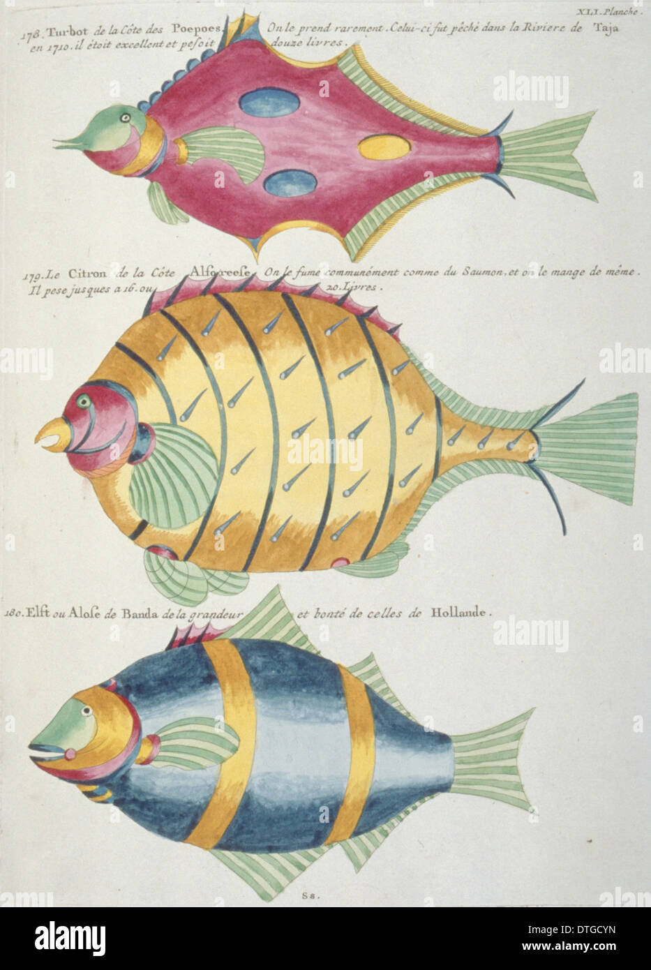 Colourful illustration of three fish Stock Photo - Alamy