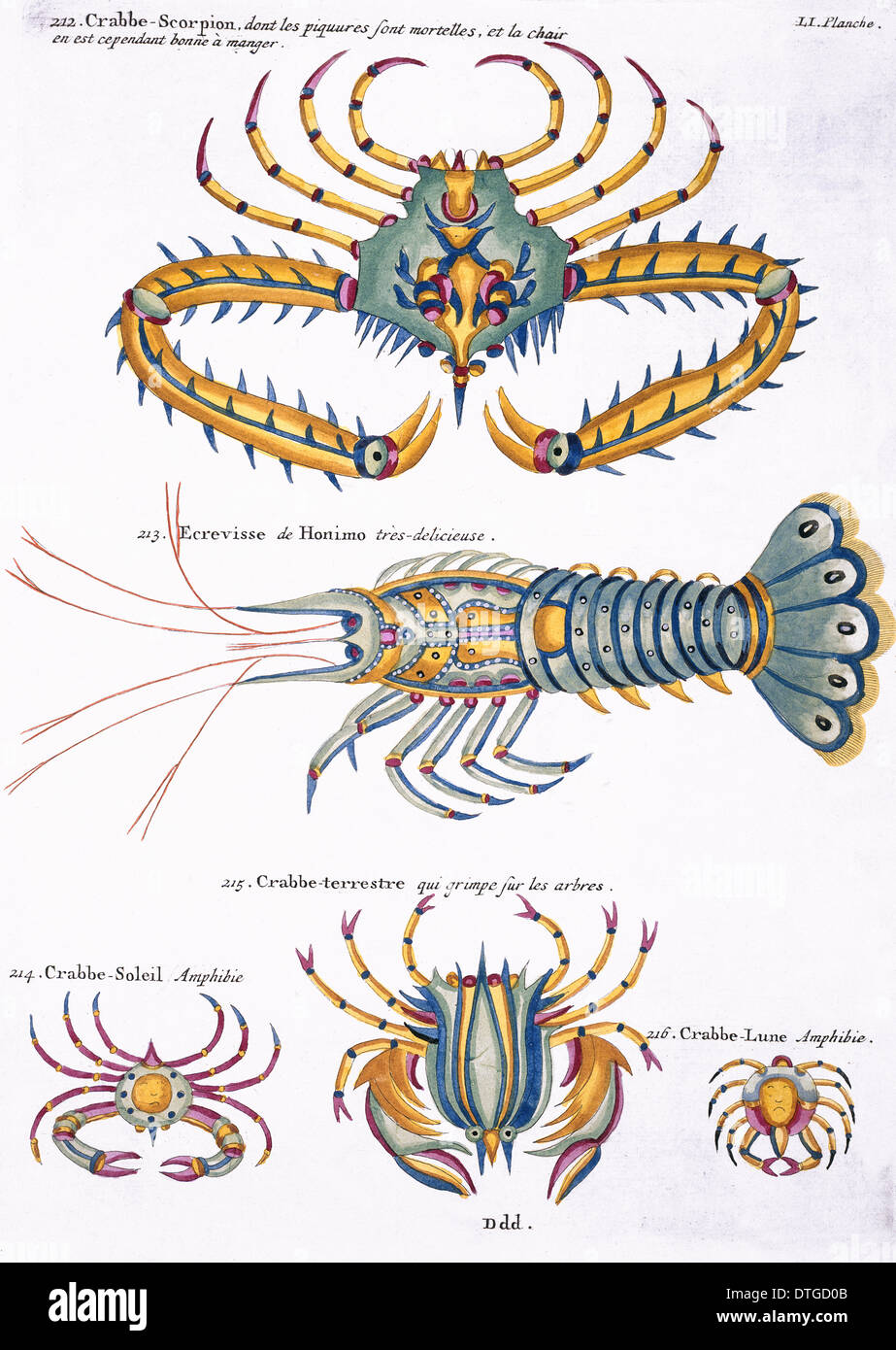 Lobster Diagram