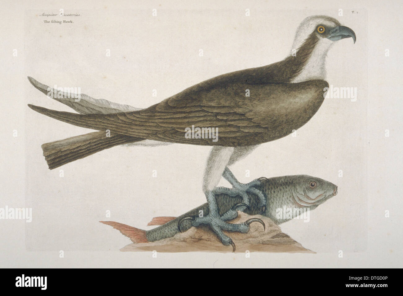 Pandionidae hi-res stock photography and images - Alamy