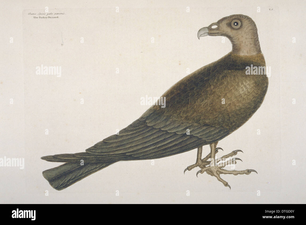 Vulture Anatomy High Resolution Stock Photography and Images - Alamy