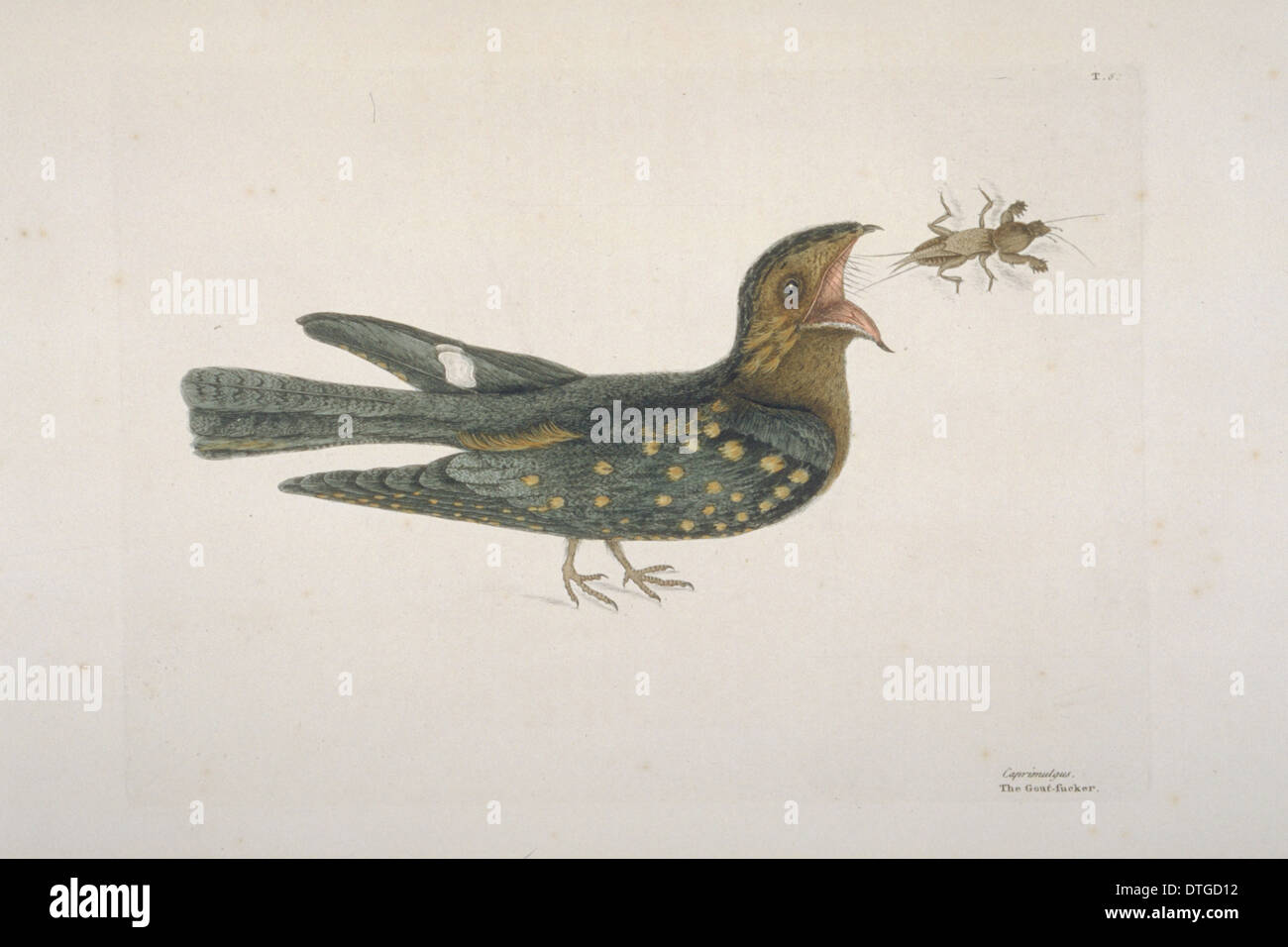 Chuck wills widow bird hi-res stock photography and images - Alamy