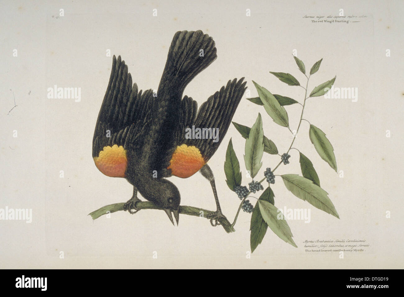 Agelaius phoeniceus, red-winged blackbird Stock Photo - Alamy