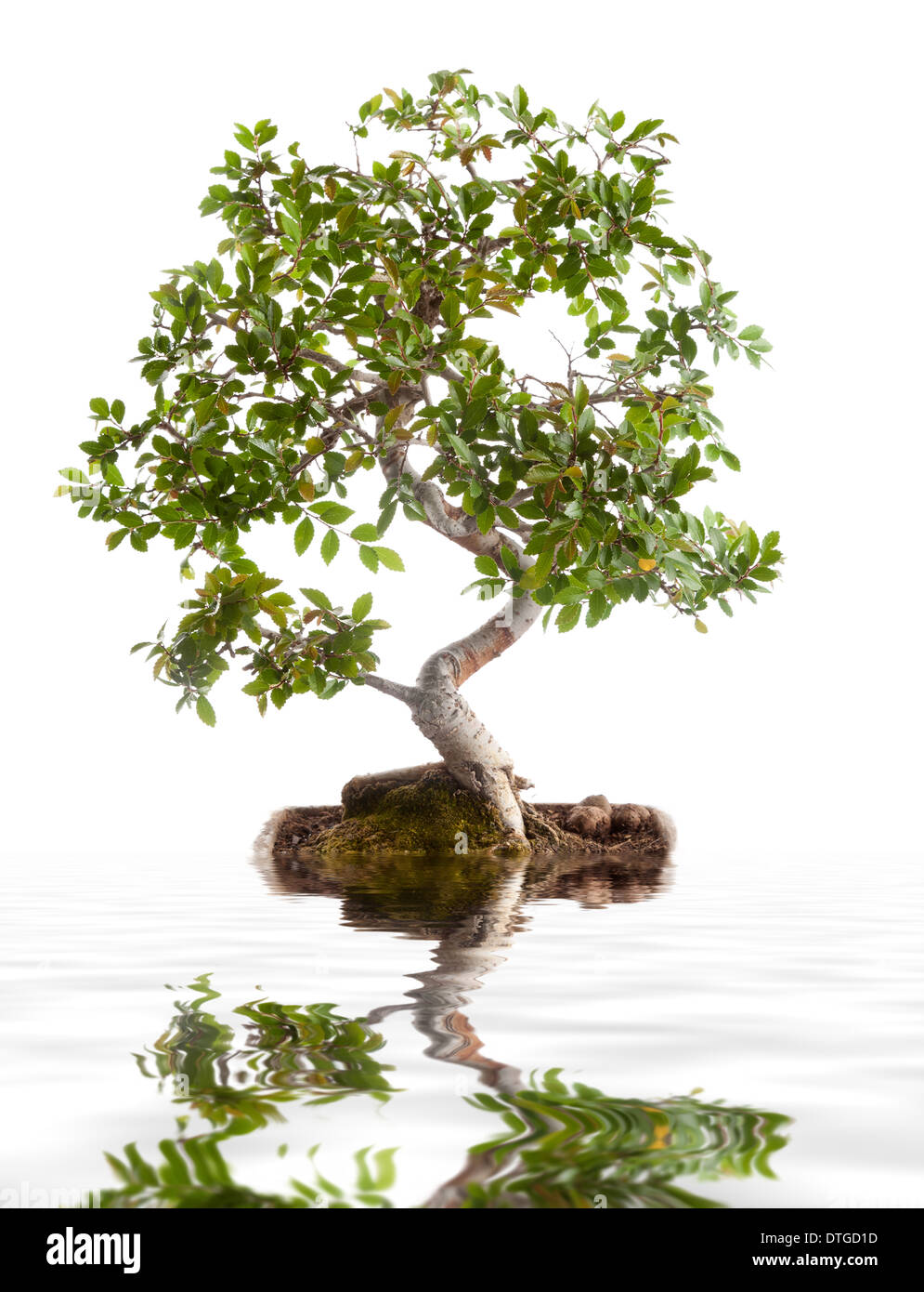 Bonsai tree photographed in the studio on white background Stock Photo ...